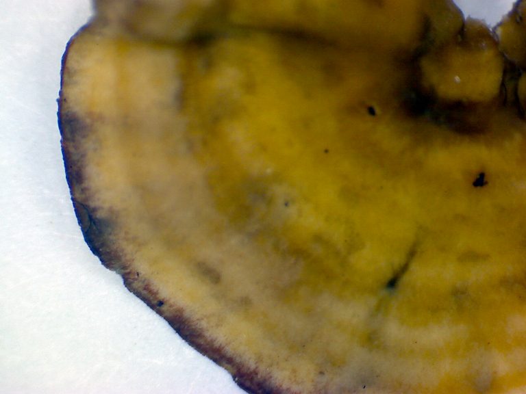 Turkey Tail: a Powerful Medicinal, and Some Look-Alikes | MycoGnosis