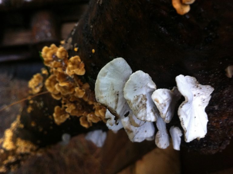 Turkey Tail: a Powerful Medicinal, and Some Look-Alikes | MycoGnosis