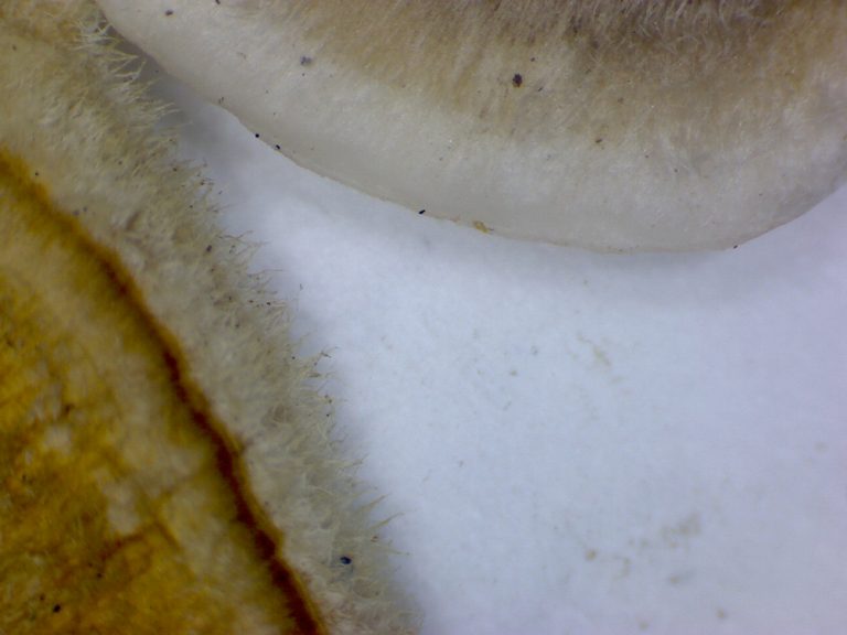 Turkey Tail: a Powerful Medicinal, and Some Look-Alikes | MycoGnosis