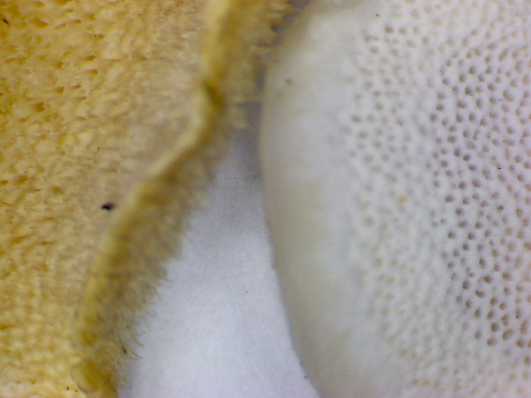 Turkey Tail: a Powerful Medicinal, and Some Look-Alikes | MycoGnosis